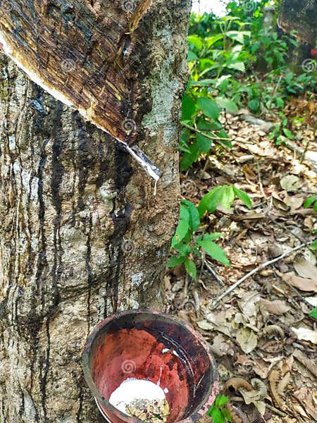 Rubber tree sap stock photo. Image of material, latex - 293329472