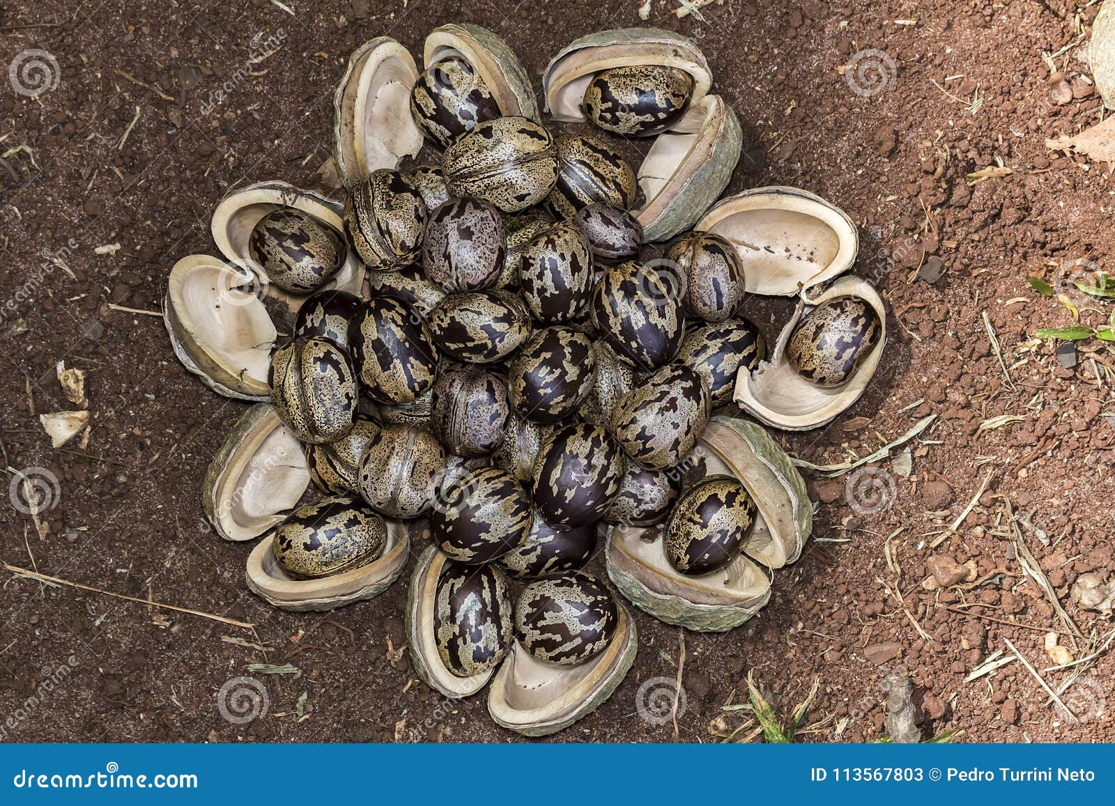Rubber Tree Seeds and Bark in Soil Forming Pattern, Hevea Brasiliensis ...