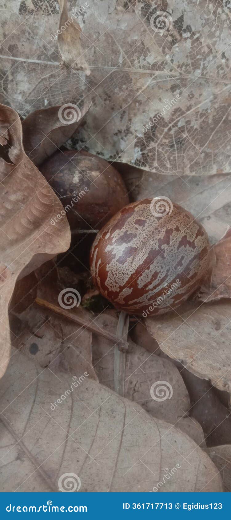 Rubber Tree Seeds Fall from the Tree Stock Image - Image of leaf, tree ...