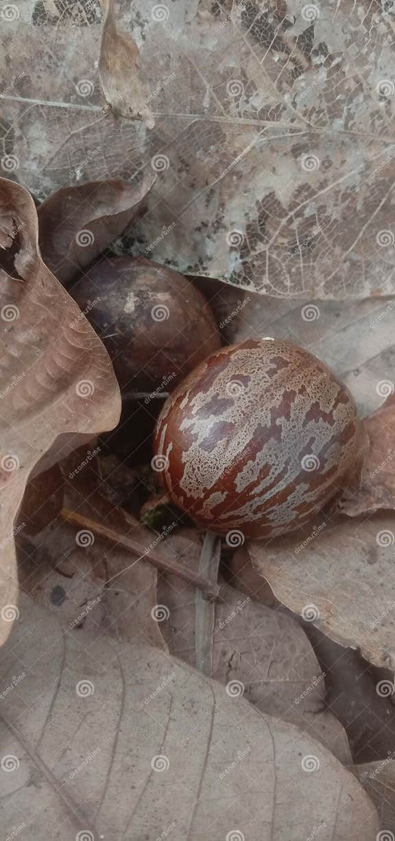 Rubber Tree Seeds Fall from the Tree Stock Image - Image of leaf, tree ...