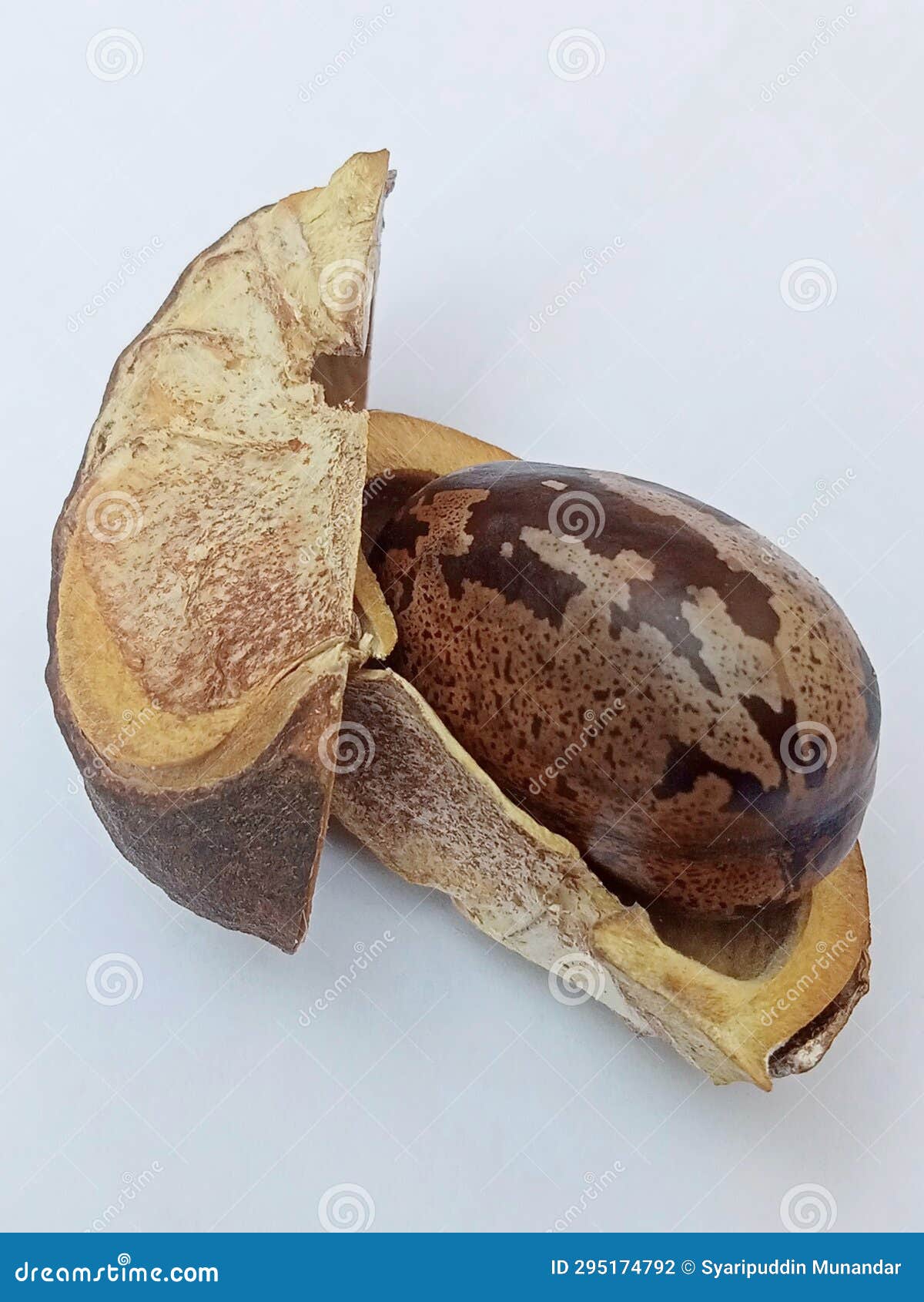 Rubber Tree Seeds Inside the Shell Isolated on White Background Stock ...