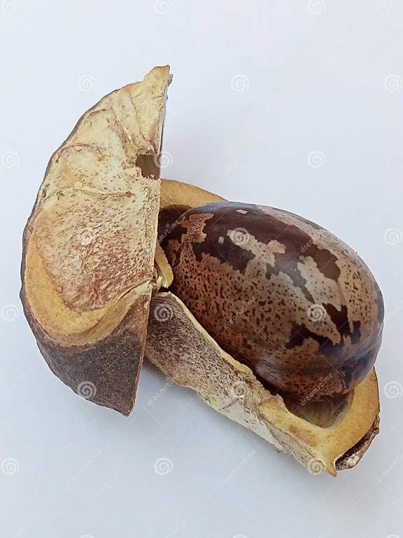 Rubber Tree Seeds Inside the Shell Isolated on White Background Stock ...