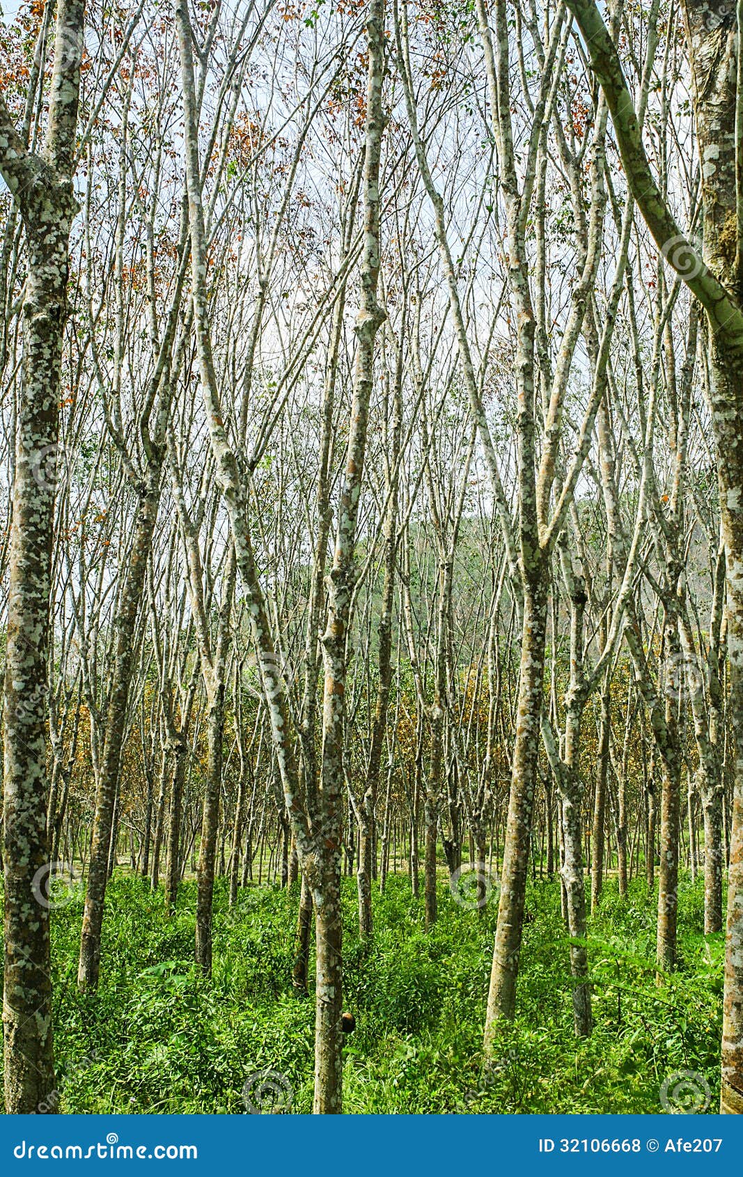 Rubber tree stock photo. Image of cash, agriculture, grass - 32106668