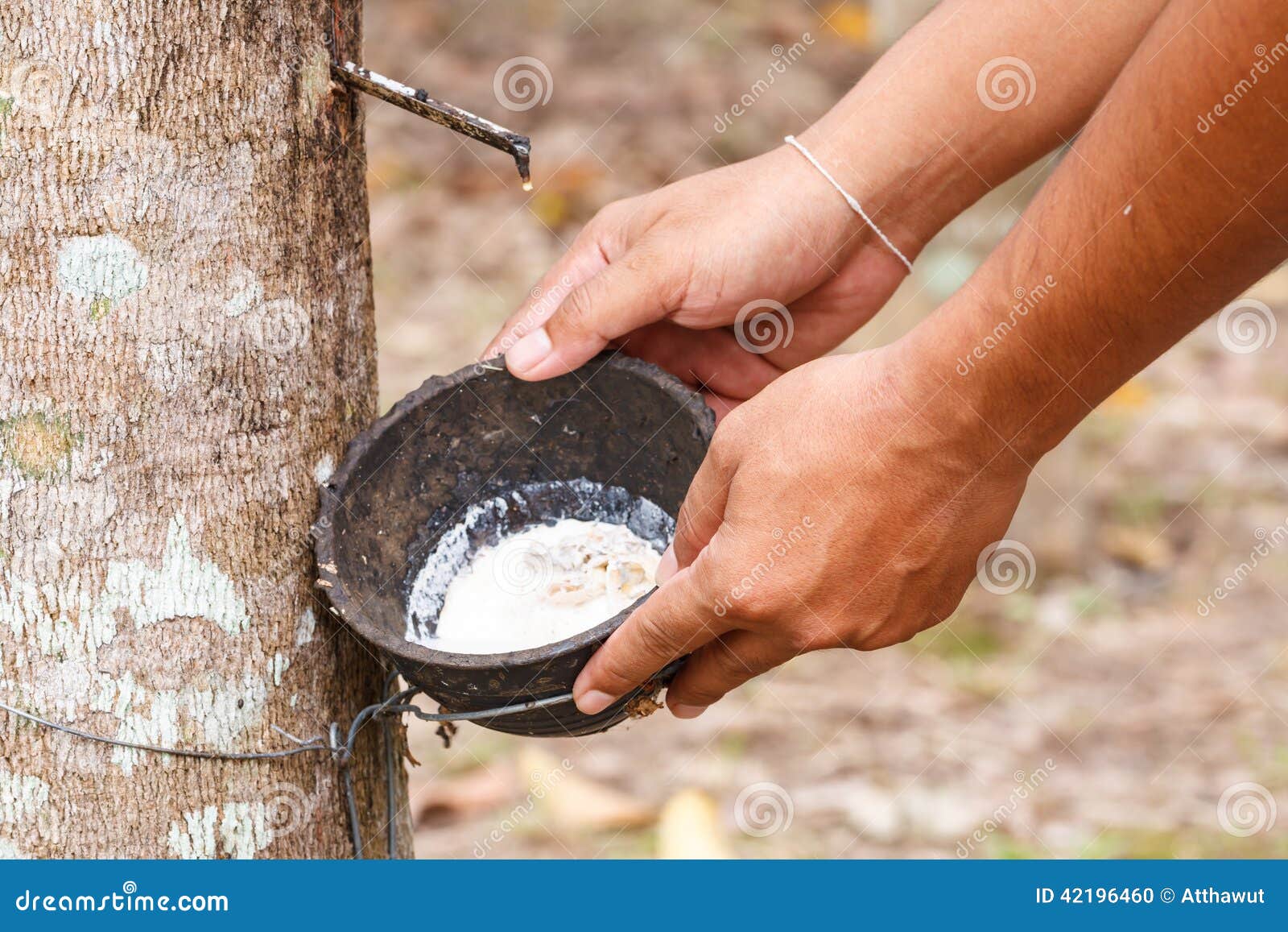 Rubber tree stock photo. Image of elastic, natural, collecting - 42196460