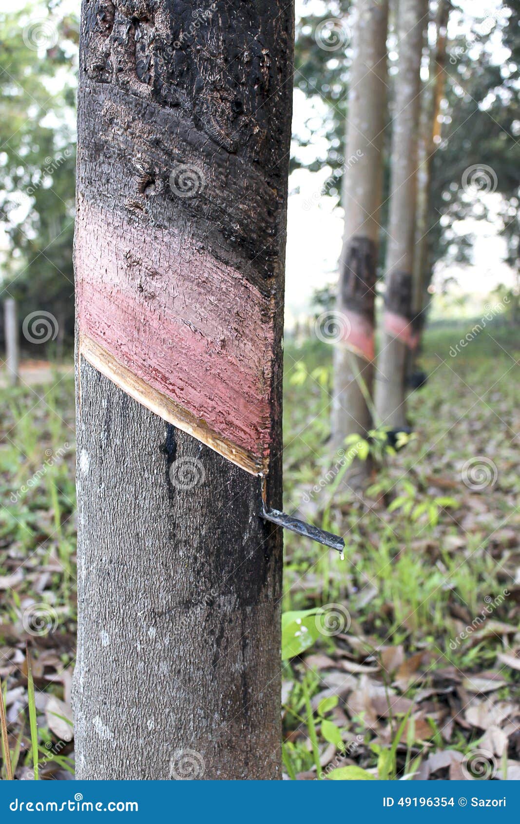Rubber tree stock photo. Image of trees, tapping, career - 49196354