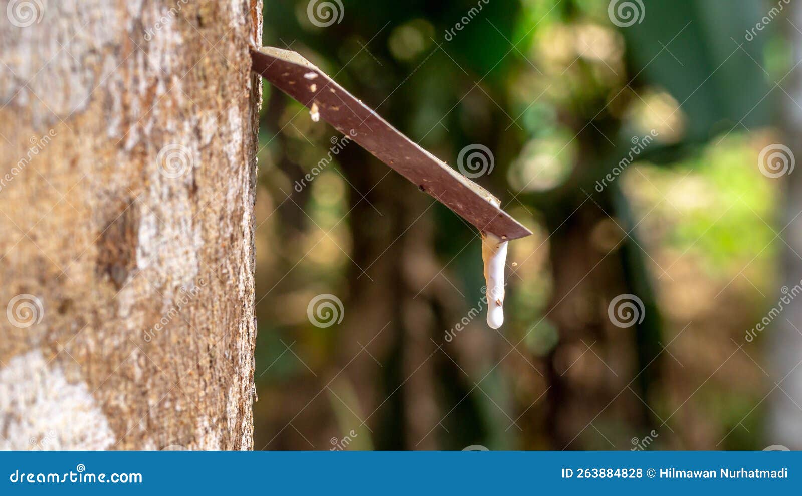 Rubber Tree Tapping with Blurred Background Stock Photo - Image of ...