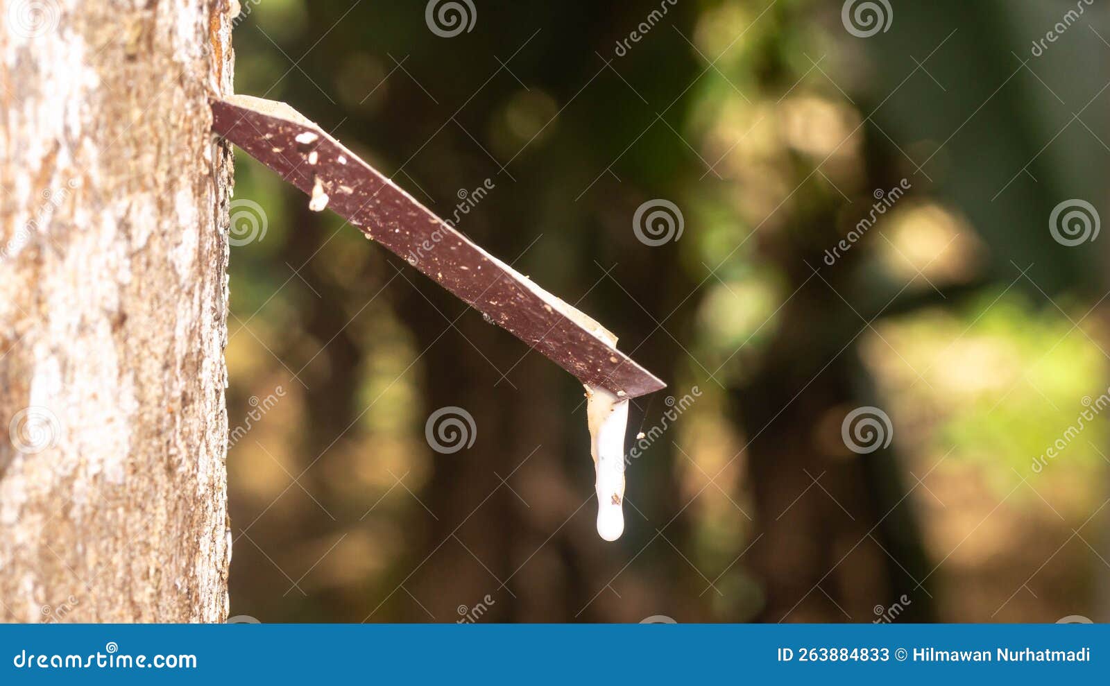 Rubber Tree Tapping with Blurred Background Stock Image - Image of ...