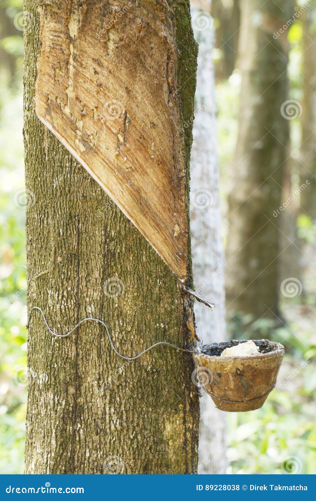 Rubber tree stock photo. Image of para, rubber, crop - 89228038