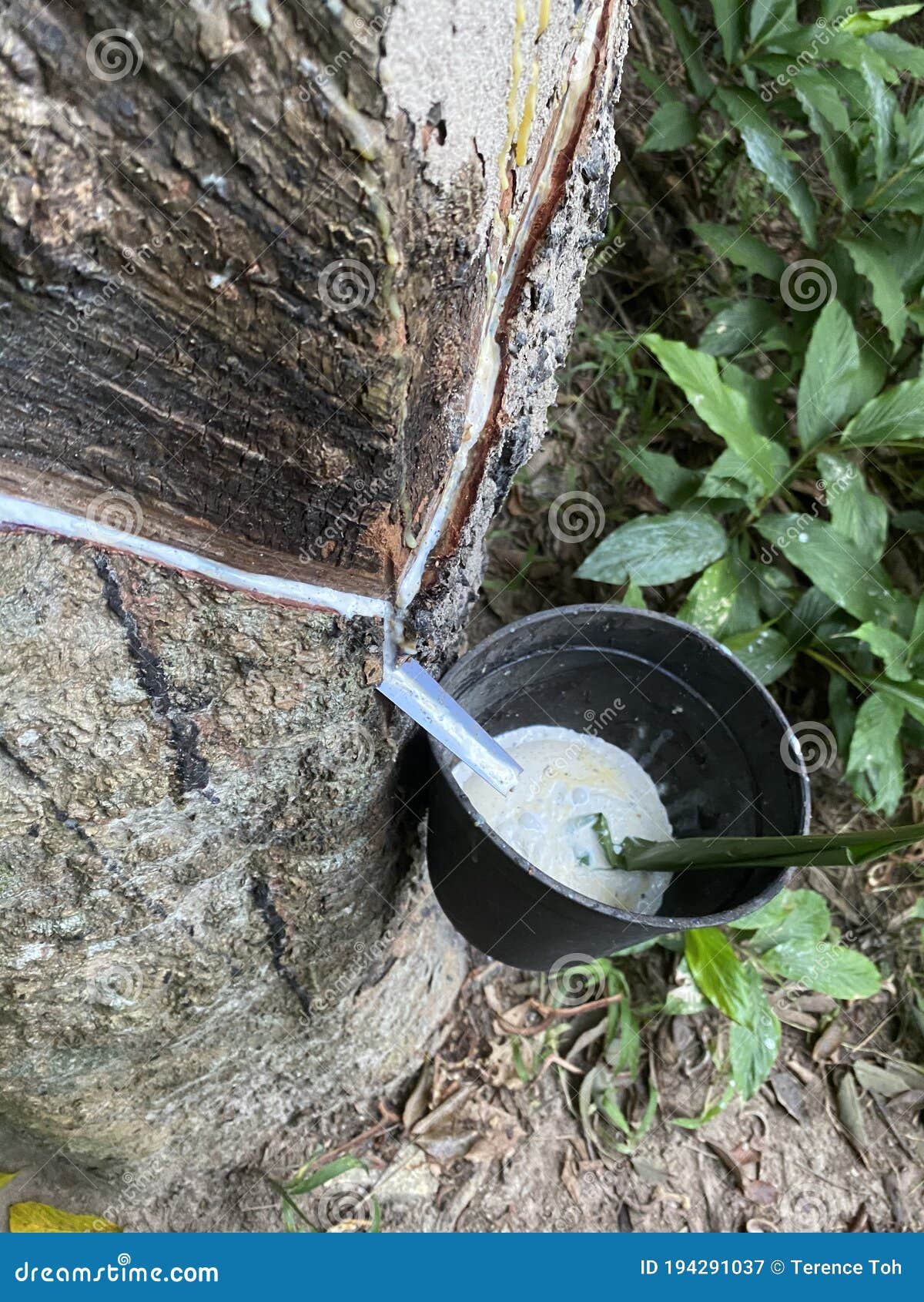 Rubber Tree Tapping To a Cup Stock Image - Image of latex, commodity ...