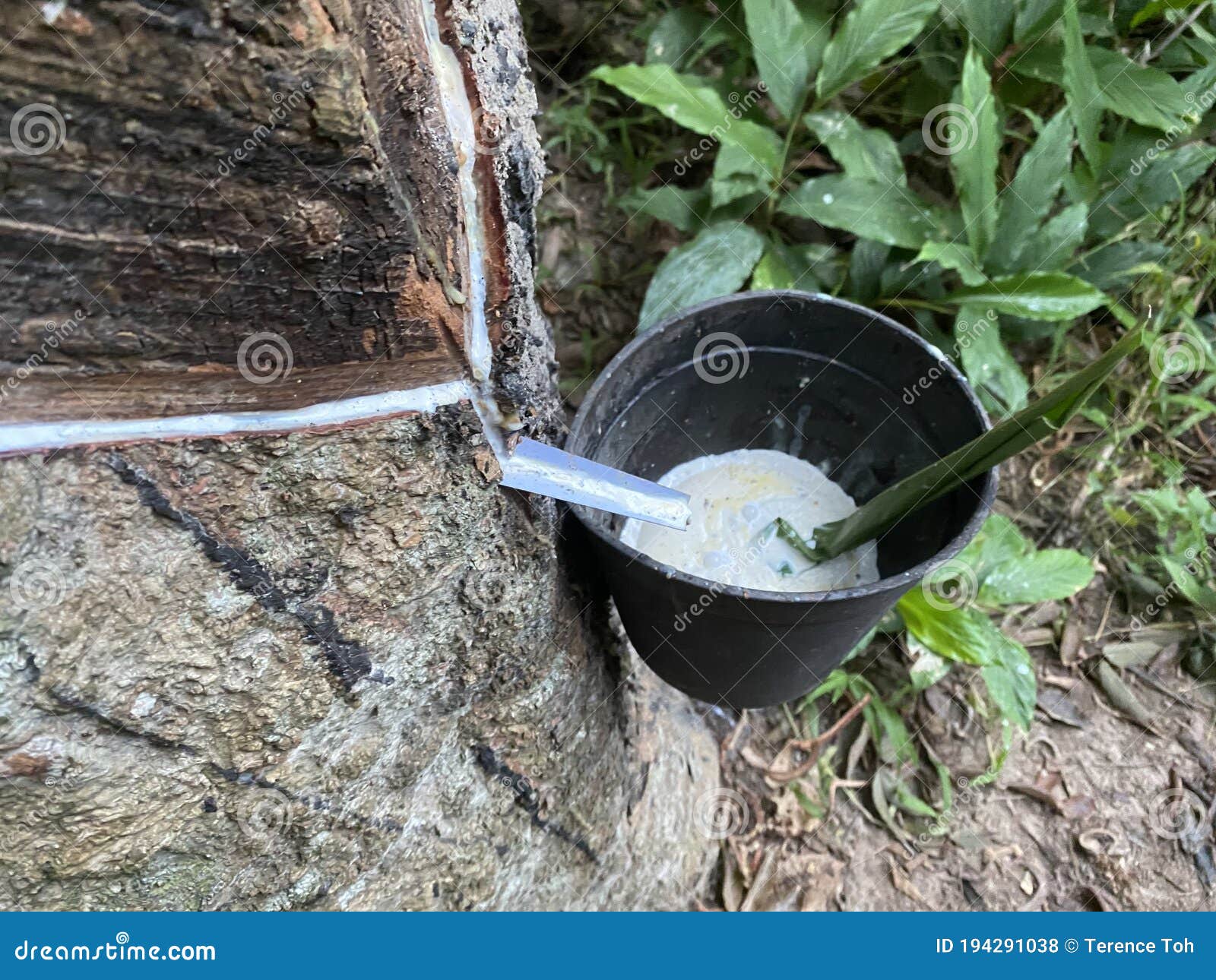 Rubber Tree Tapping To a Cup Stock Photo - Image of industrial, outdoor ...