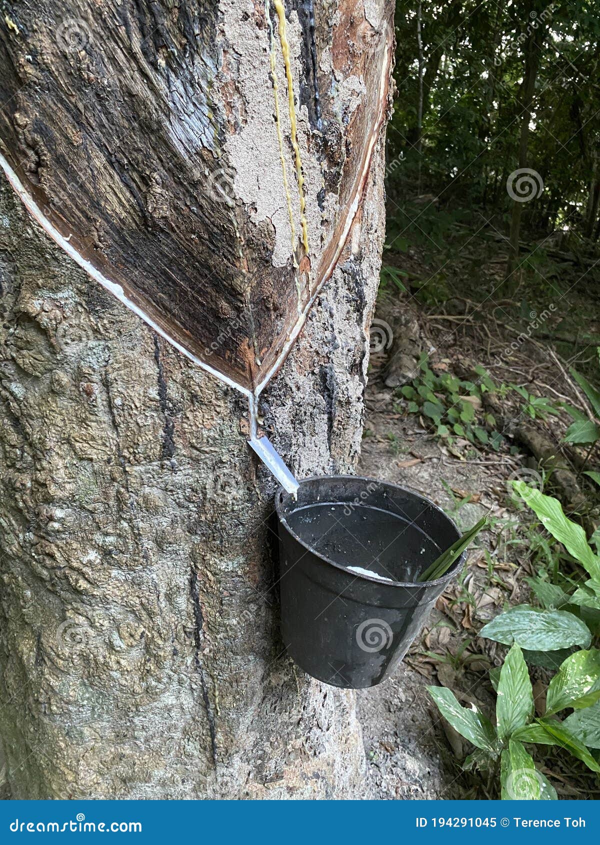 Rubber Tree Tapping To a Cup Stock Image - Image of liquid, malaysia ...