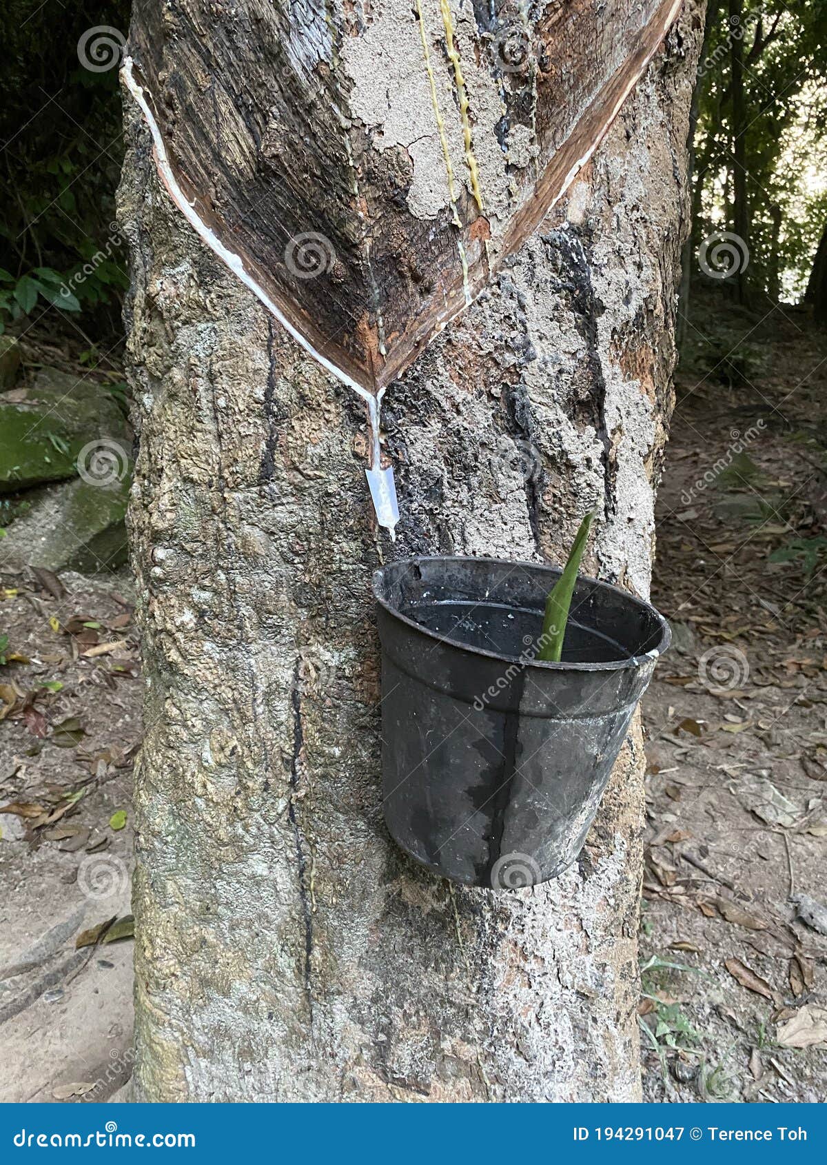 Rubber Tree Tapping To a Cup Stock Image - Image of liquid, forest ...