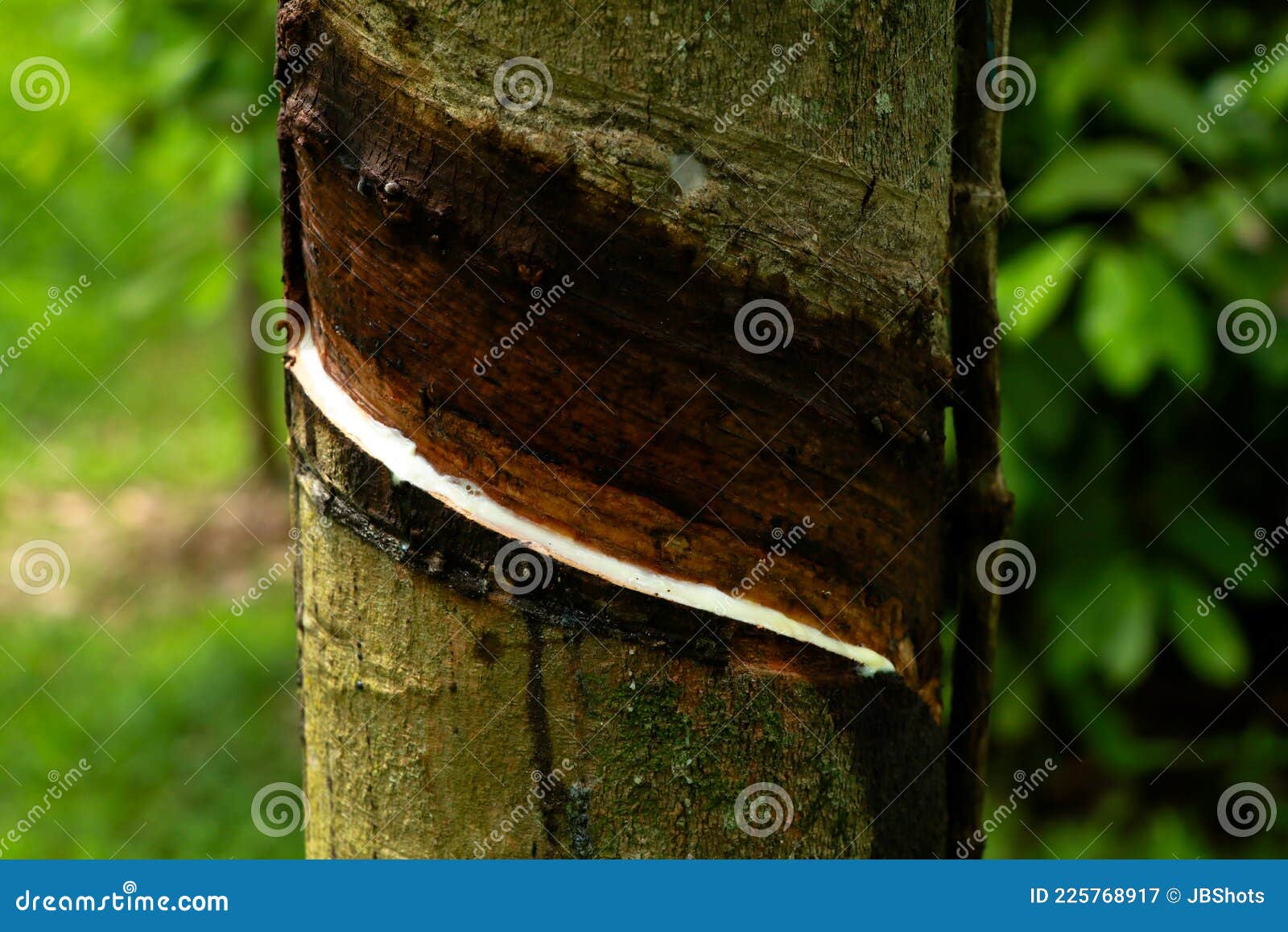 Rubber Tree after Tapping in the Traditional Way Stock Image - Image of ...