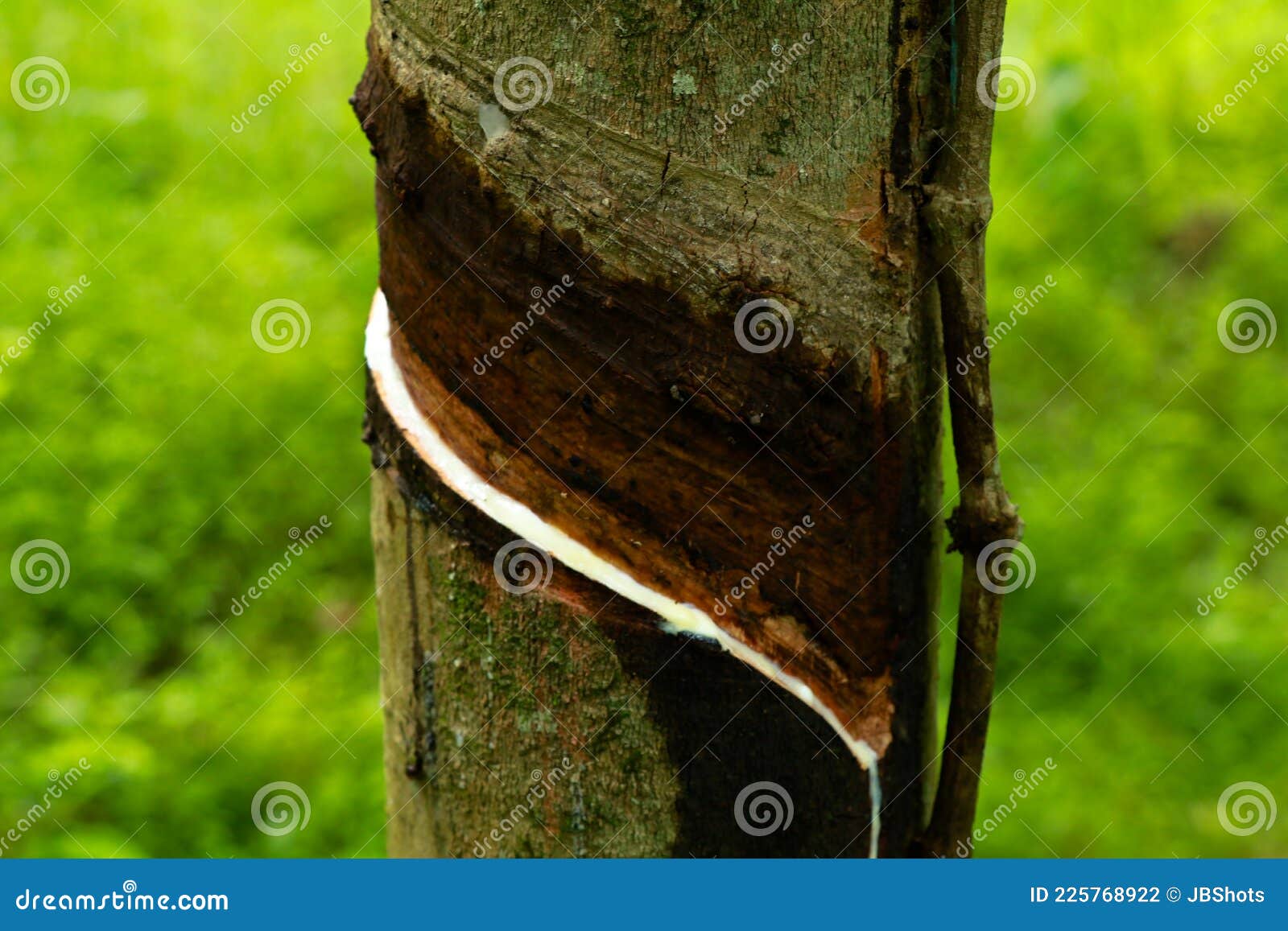 Rubber Tree after Tapping in the Traditional Way Stock Photo - Image of ...