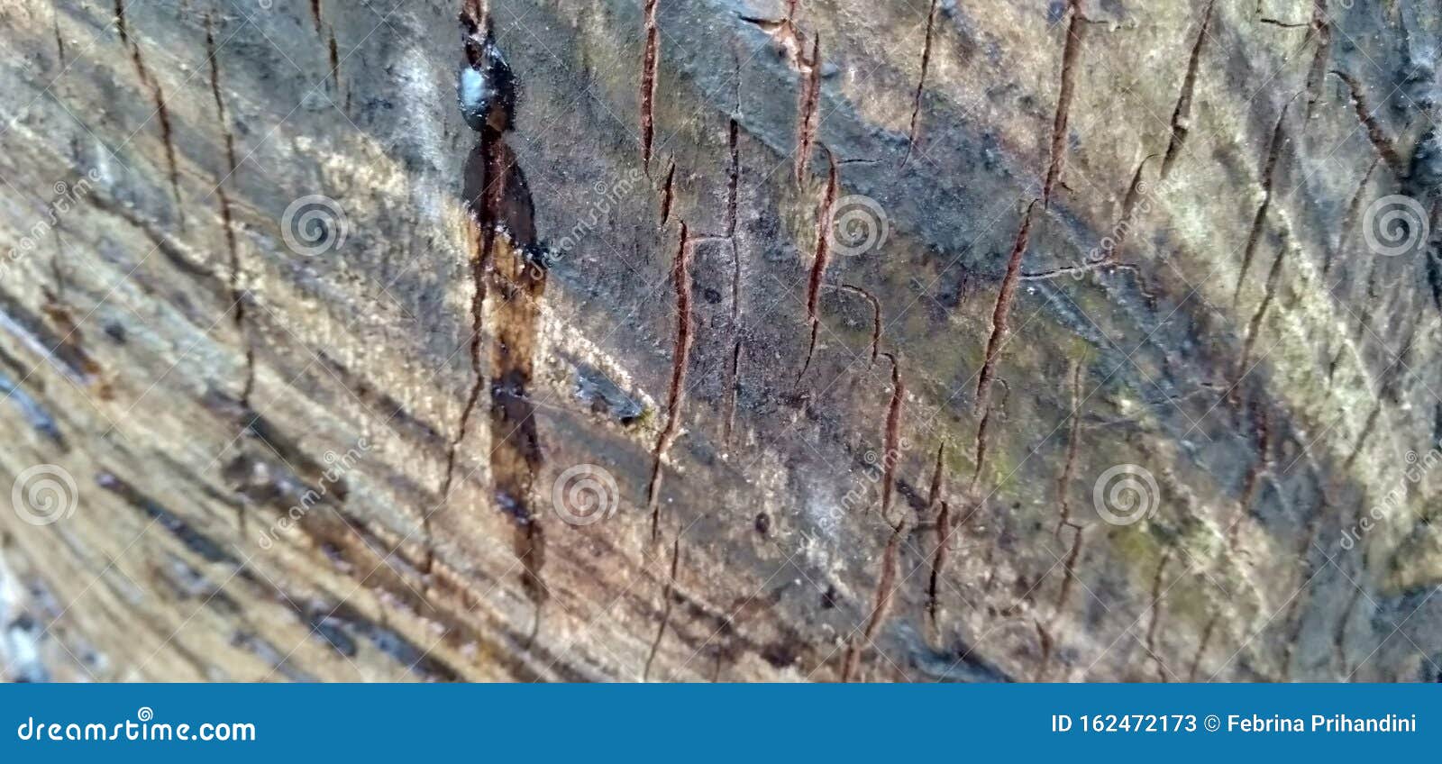 Rubber Tree Texture for the Background Stock Image - Image of ...