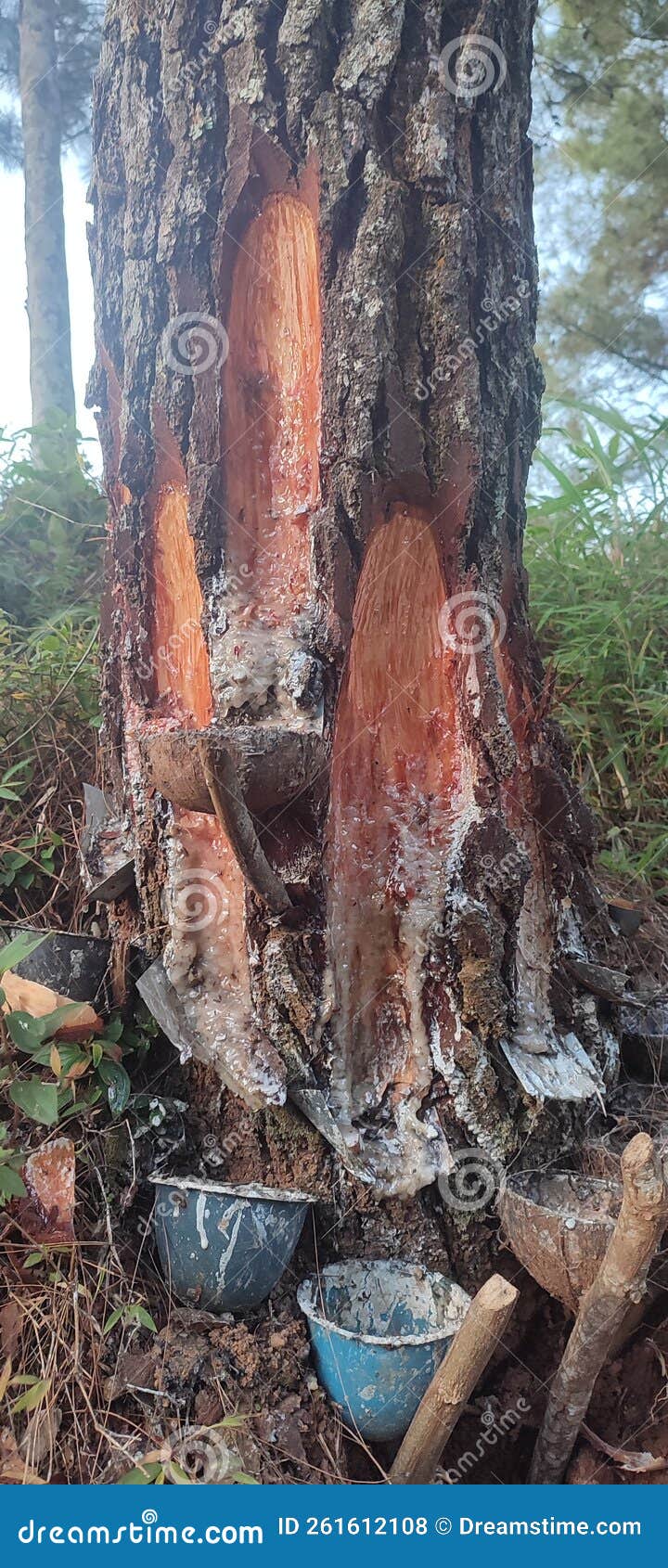 Rubber Tree Traditional Beautiful Nature Stock Photo - Image of tree ...