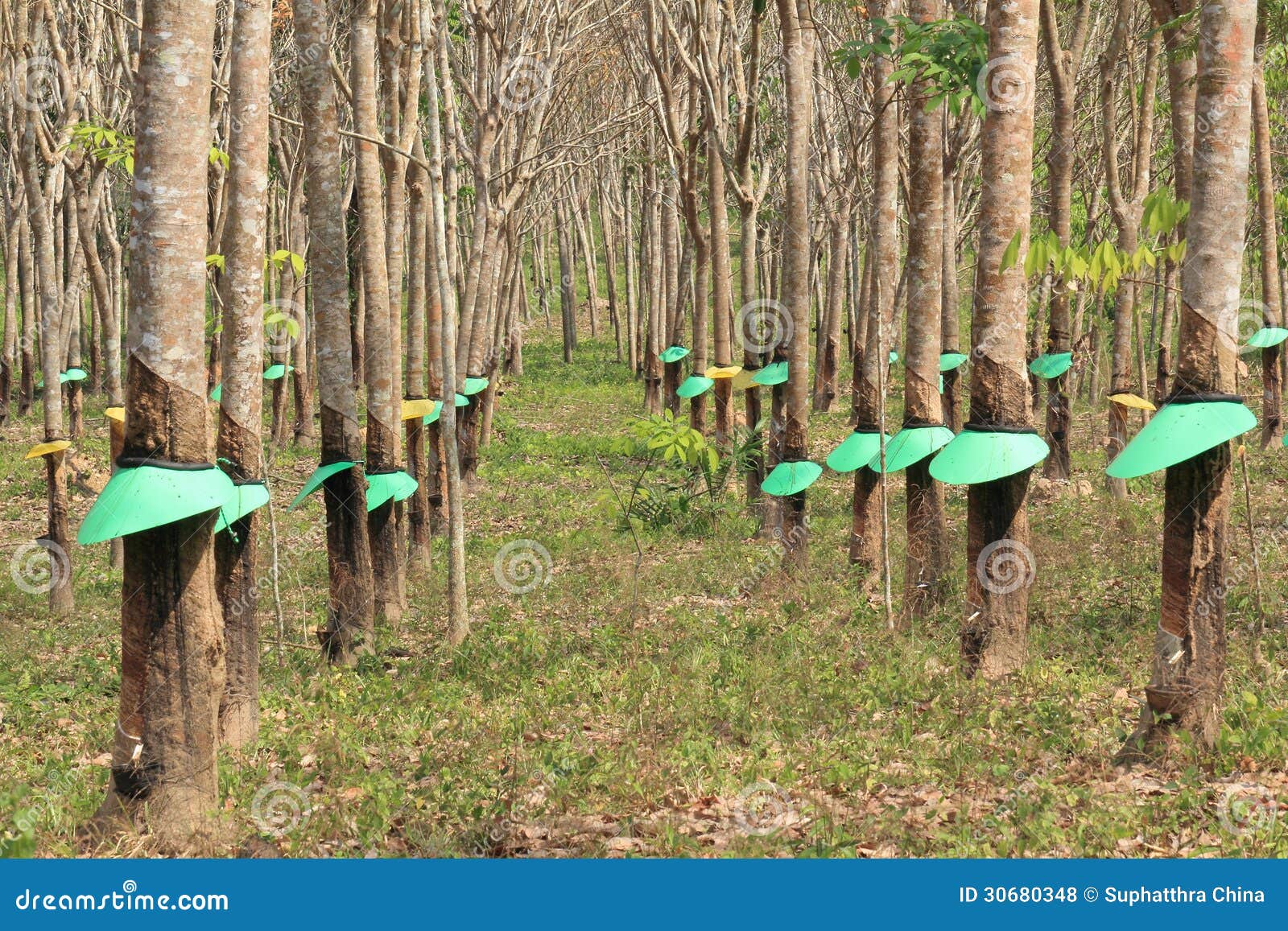 Rubber tree stock photo. Image of foliage, industry, plant - 30680348