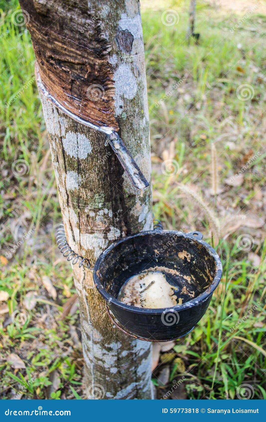 Rubber tree stock photo. Image of cultivated, natural - 59773818