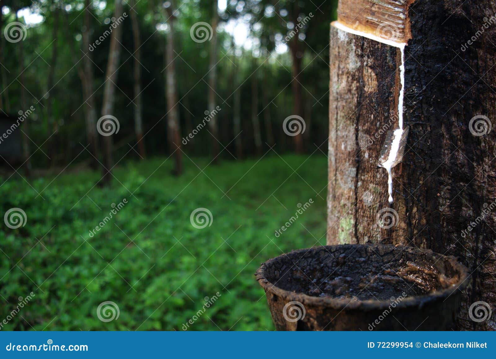 Rubber tree stock photo. Image of liquid, bowl, fresh - 72299954