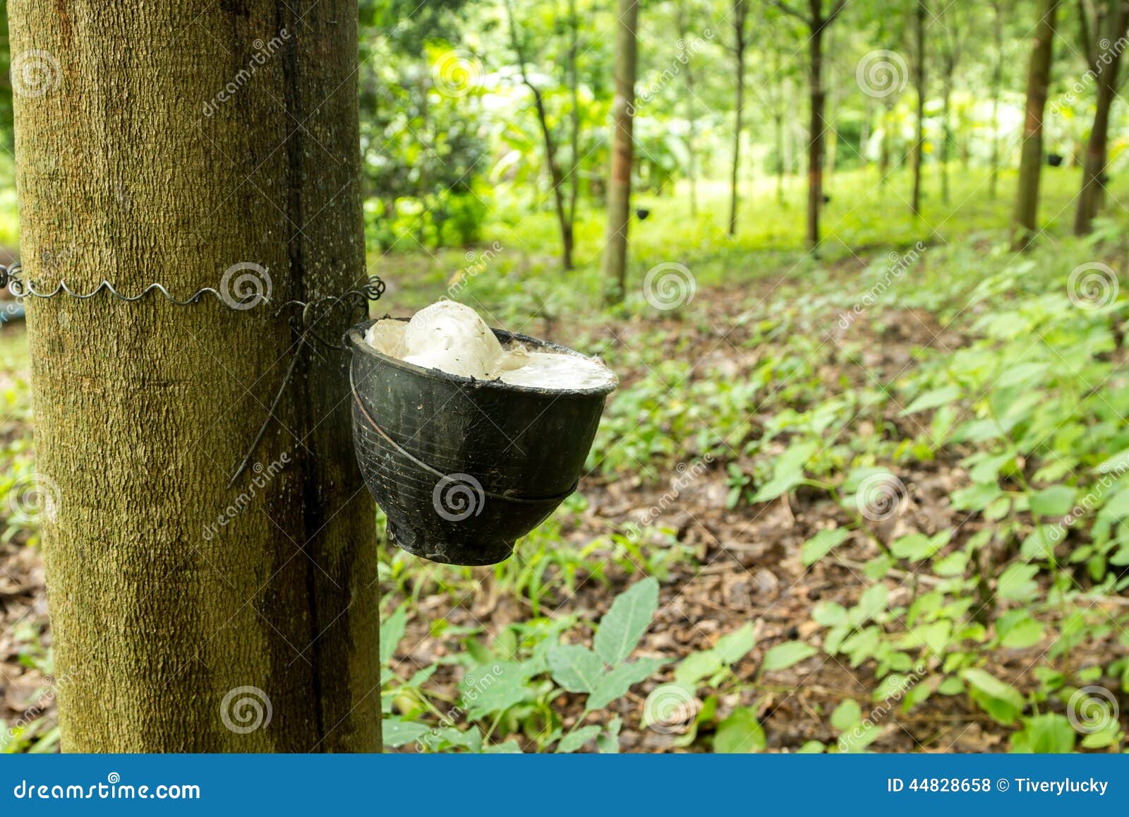 Rubber tree stock photo. Image of flora, drop, produce - 44828658