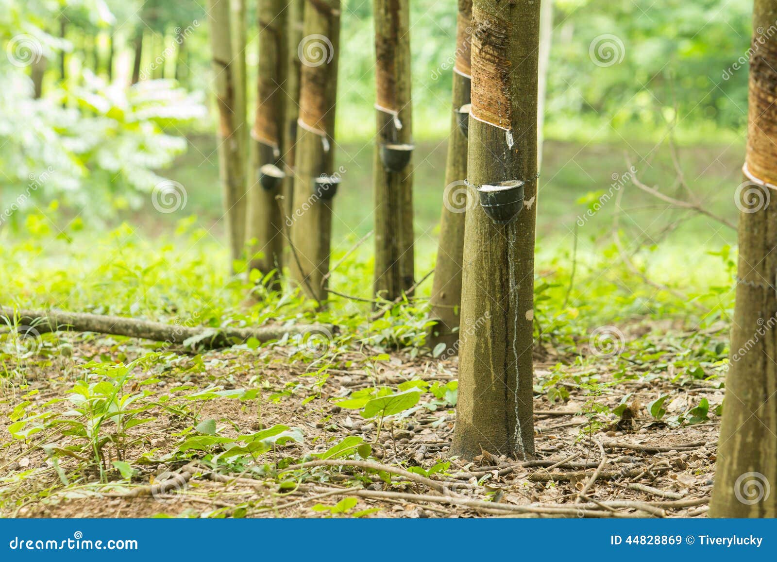 Rubber tree stock image. Image of nature, natural, wood - 44828869