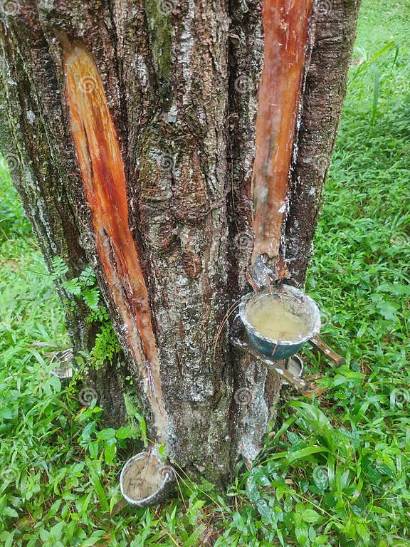 A Rubber Tree Whose Sap is Being Extracted Stock Photo - Image of ...