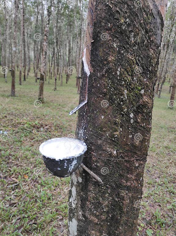 Rubber tree rubber wood stock photo. Image of plant - 255764112