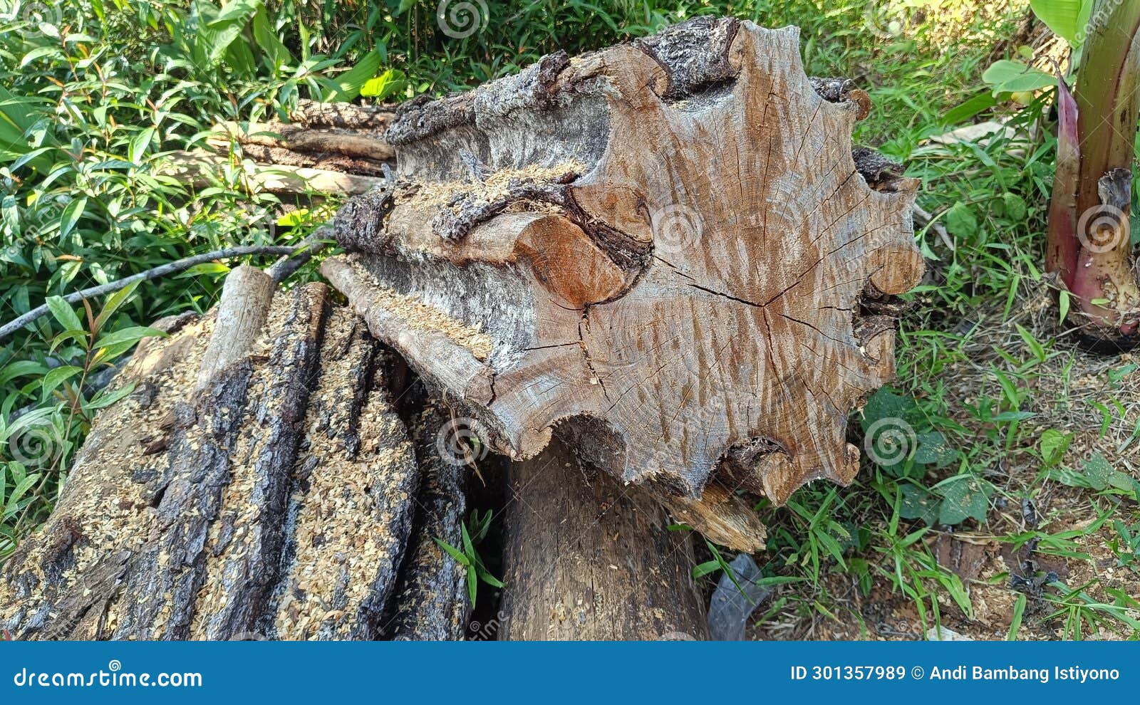 Rubber Tree Wood Cuttings for Firewood Stock Image - Image of rubber ...