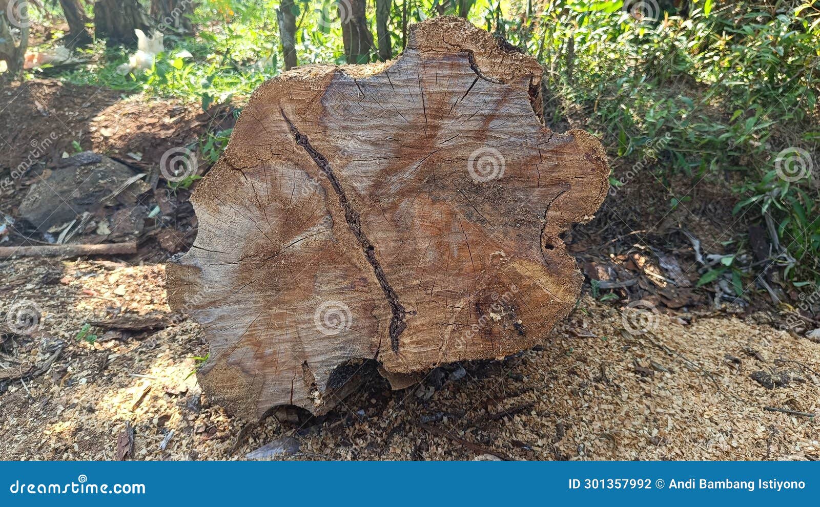 Rubber Tree Wood Piece stock photo. Image of stump, nature - 301357992