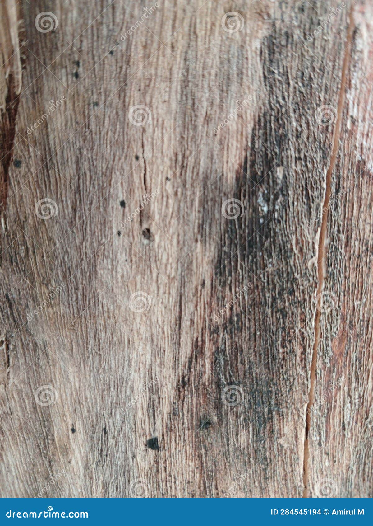 Rubber Tree Wood Texture Background Stock Photo - Image of tree, rubber ...