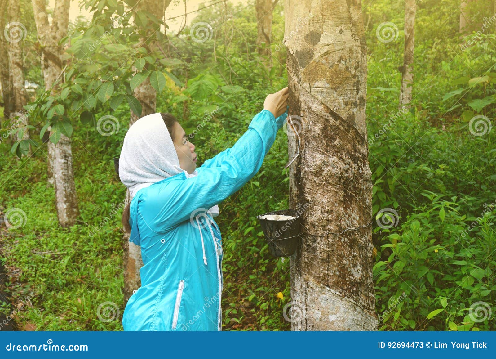 Rubber tree worker stock image. Image of rubber, asia - 92694473