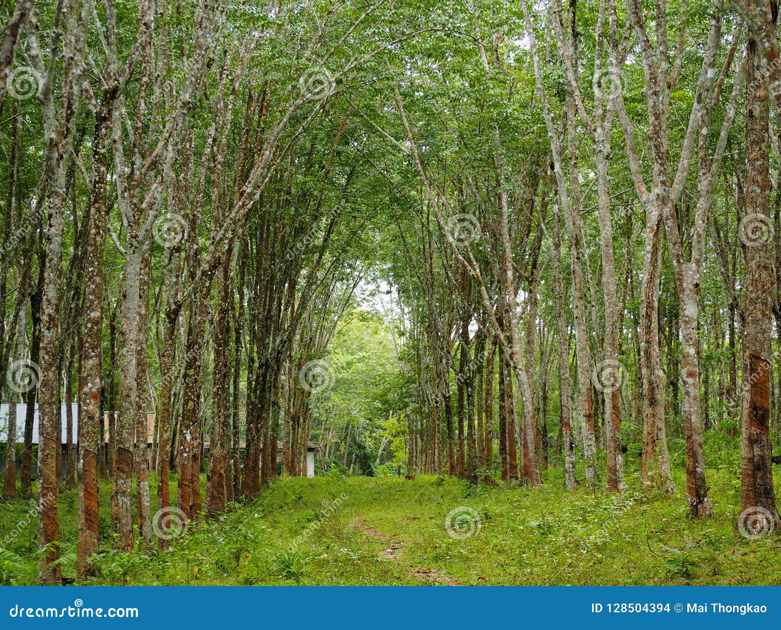 Rubber trees stock foto. Image of uitgelijnd, flora - 128504394