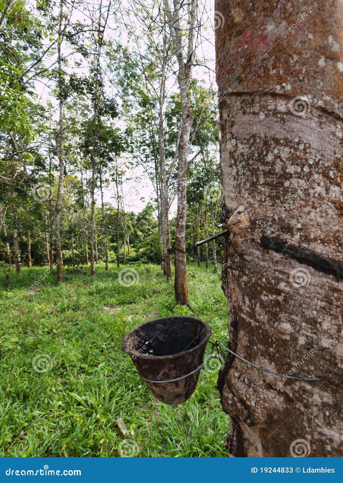Rubber trees stock image. Image of bark, nature, asia - 19244833