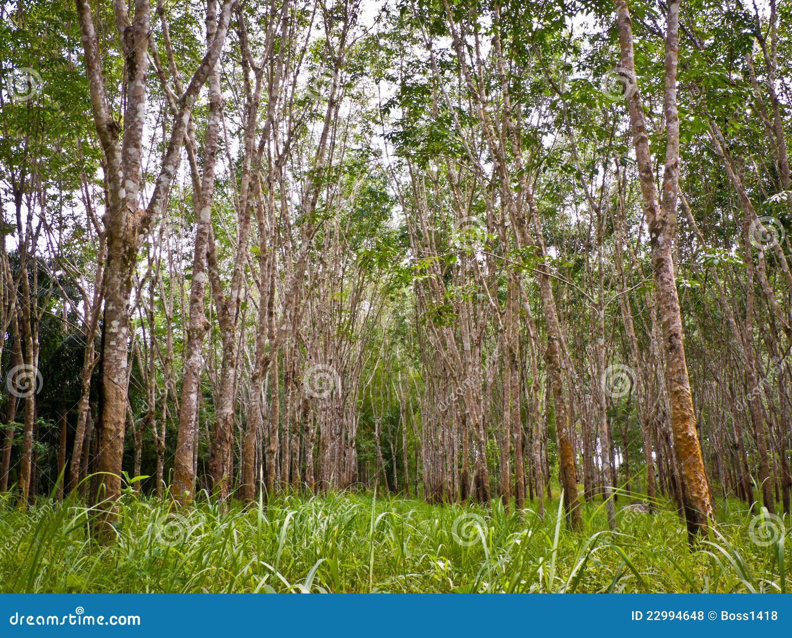 Rubber trees. stock photo. Image of bush, beach, green - 22994648