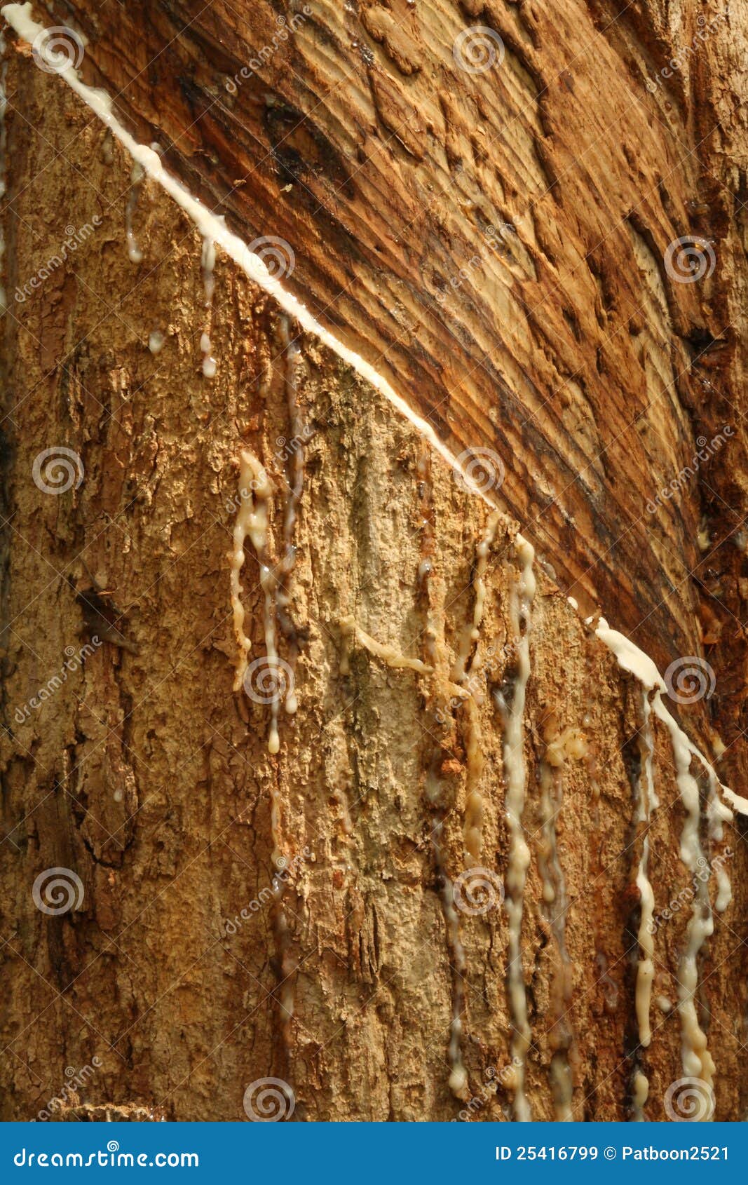 Rubber trees stock image. Image of basic, latex, lumber - 25416799