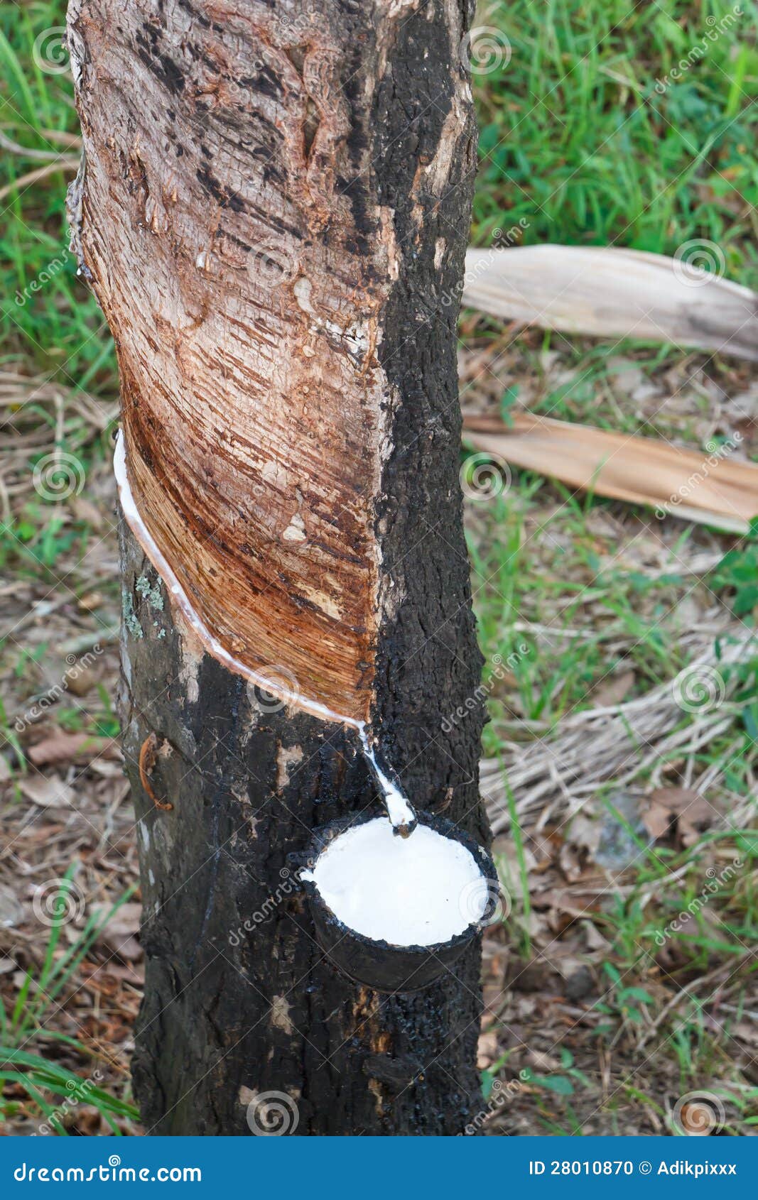 Rubber trees stock photo. Image of lush, landscape, farm - 28010870
