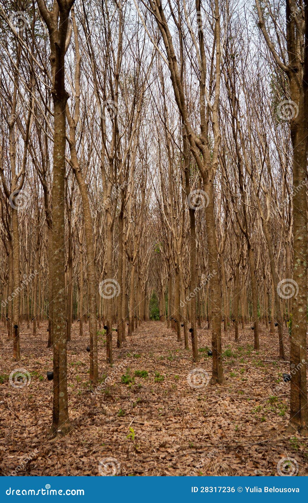 Rubber trees stock photo. Image of crop, industry, plantation - 28317236