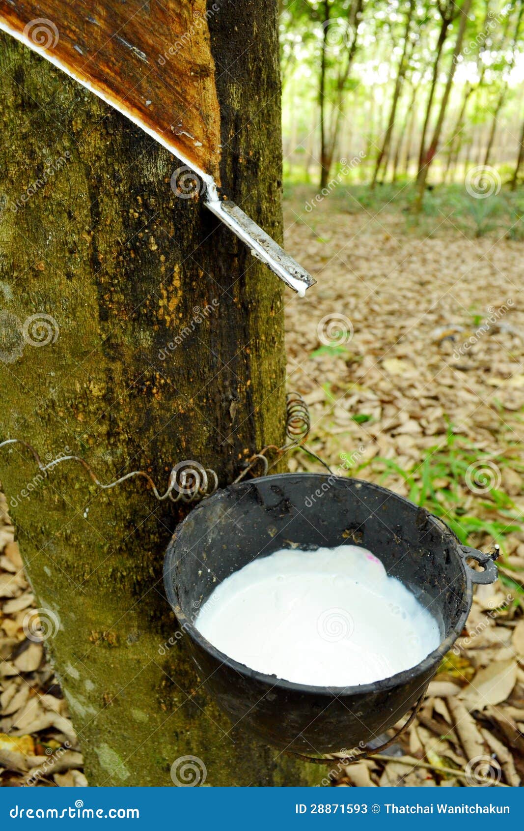 Rubber trees stock image. Image of brown, material, forestry - 28871593