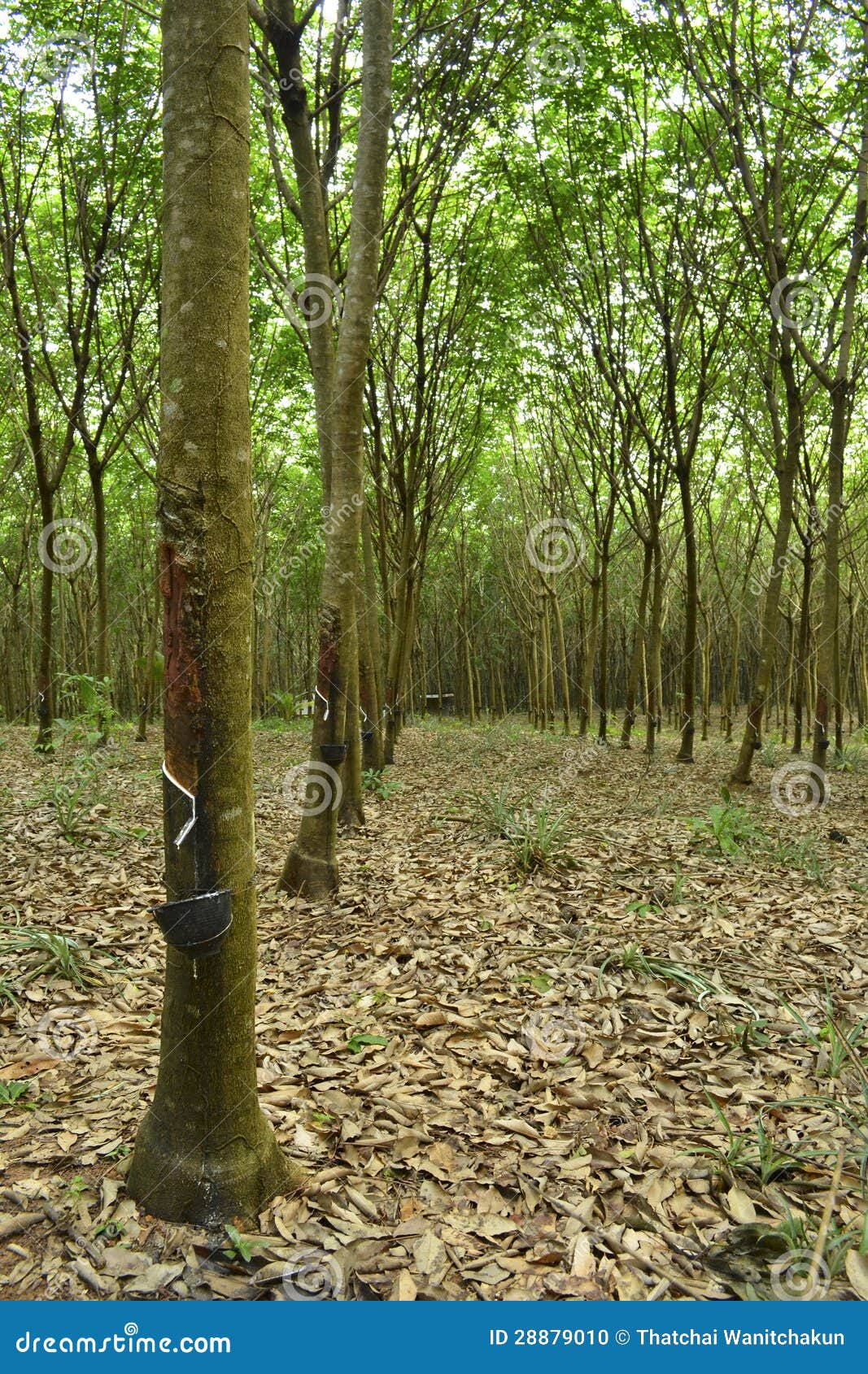 Rubber trees stock photo. Image of nature, latex, jungle - 28879010