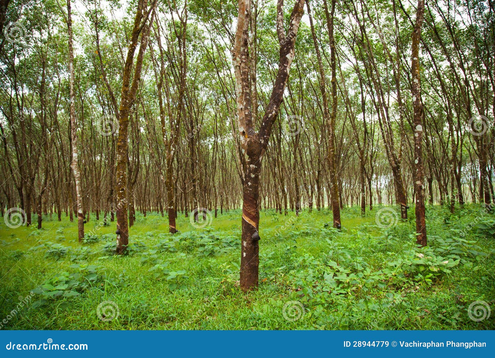 Rubber trees. stock image. Image of rural, forest, hevea - 28944779