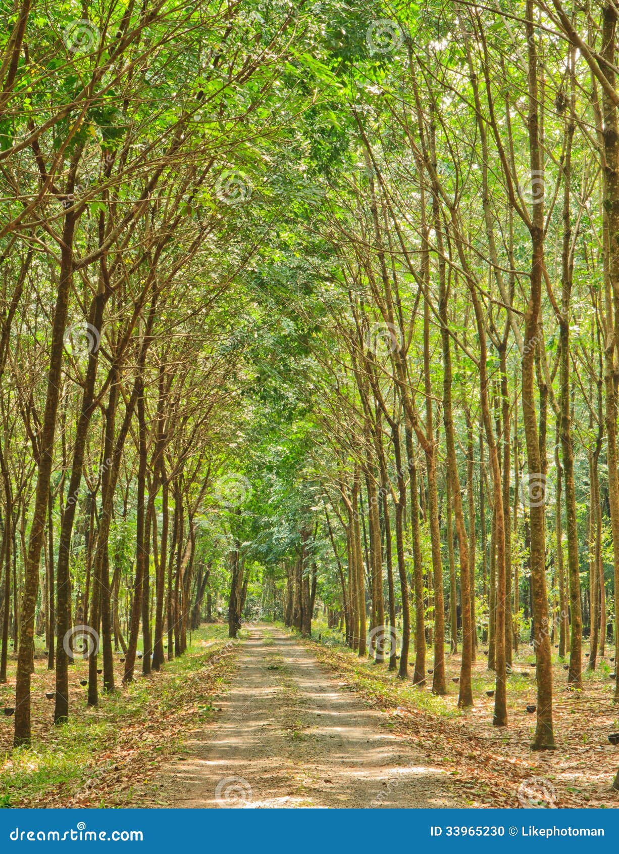Rubber trees stock photo. Image of wood, crop, fresh - 33965230
