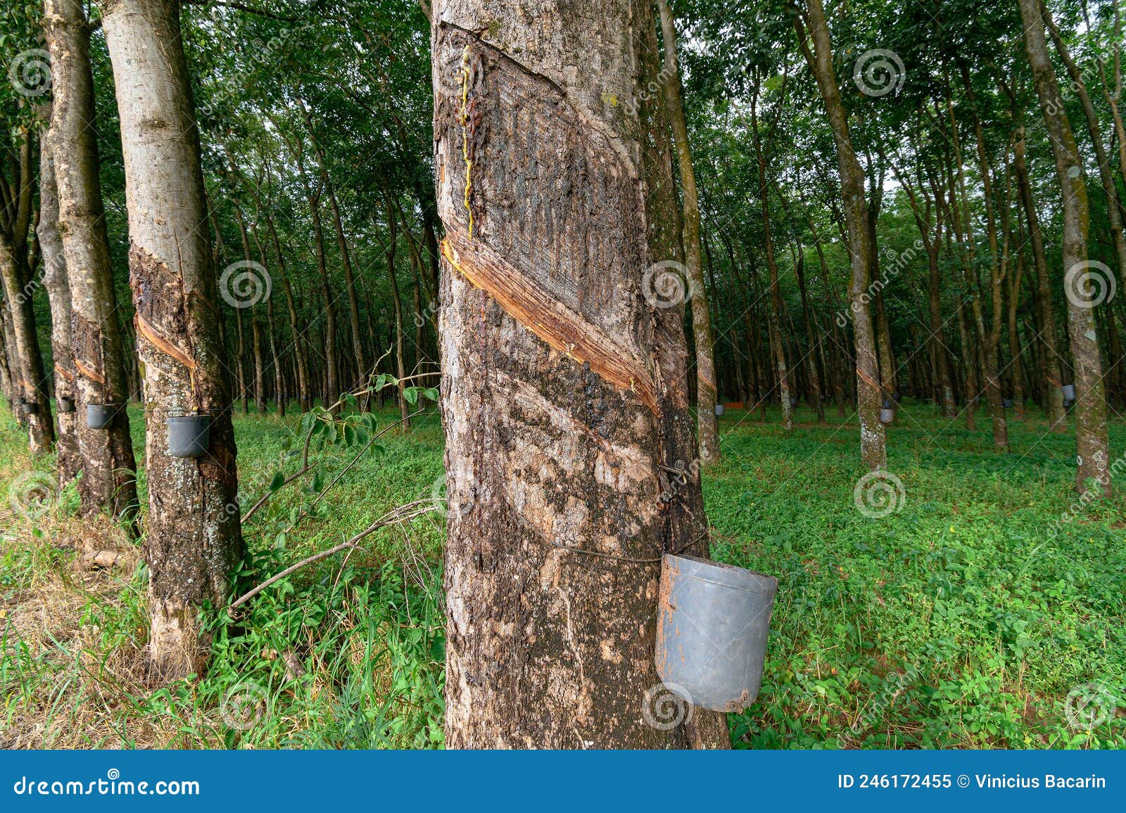 Rubber Trees with Cuts in the Bark Stock Image - Image of agronomy ...