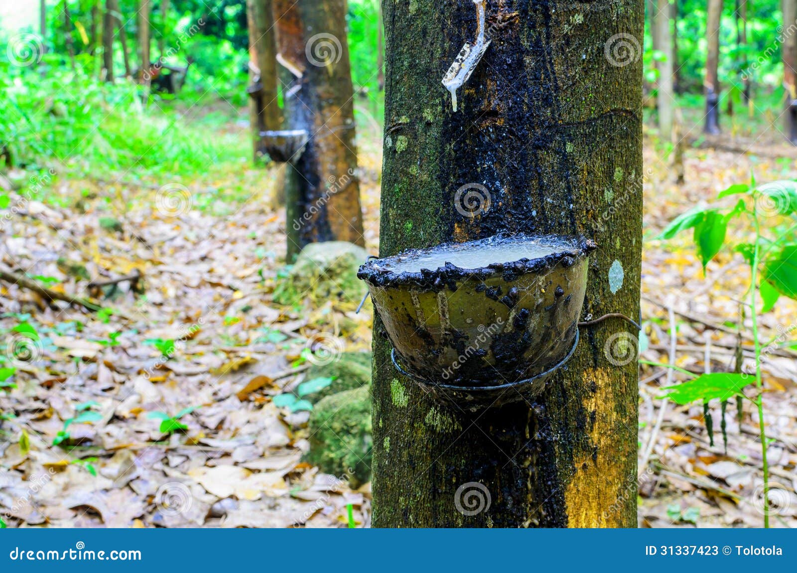 Rubber trees stock image. Image of jungle, houseplant - 31337423