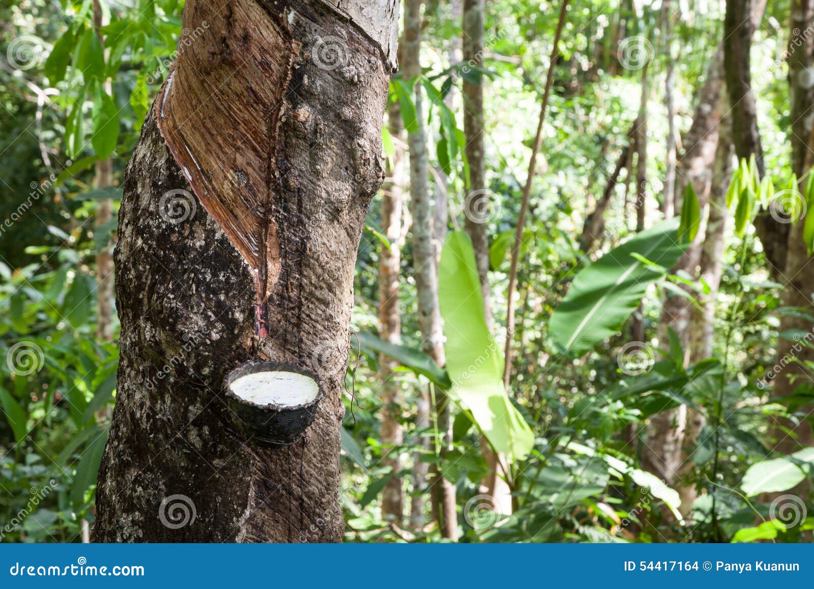 Rubber Trees Stock Image | CartoonDealer.com #19244833