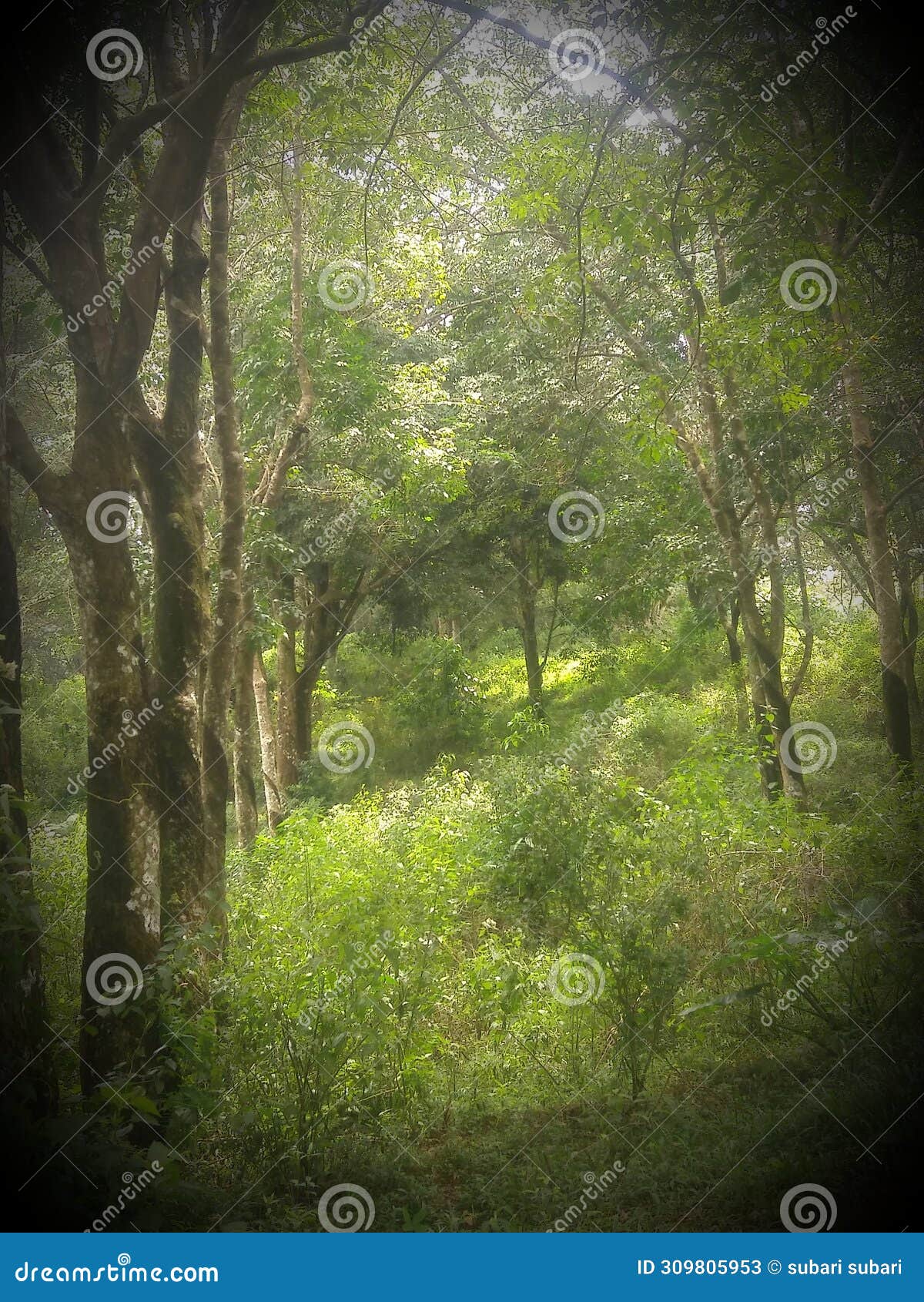The Rubber Trees are Huge and Very Dense Stock Image - Image of trees ...
