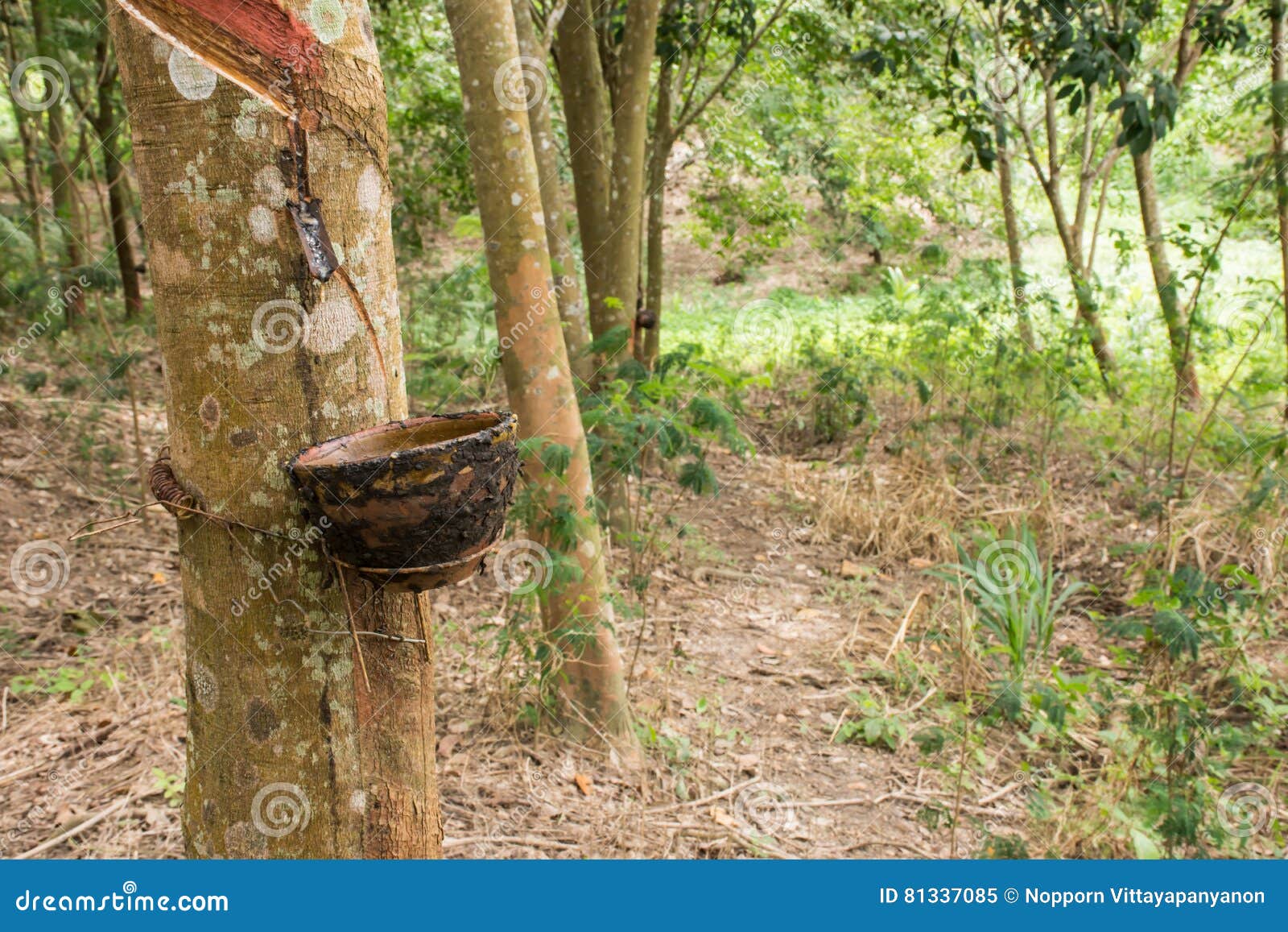 Rubber trees stock image. Image of flow, green, plant - 81337085