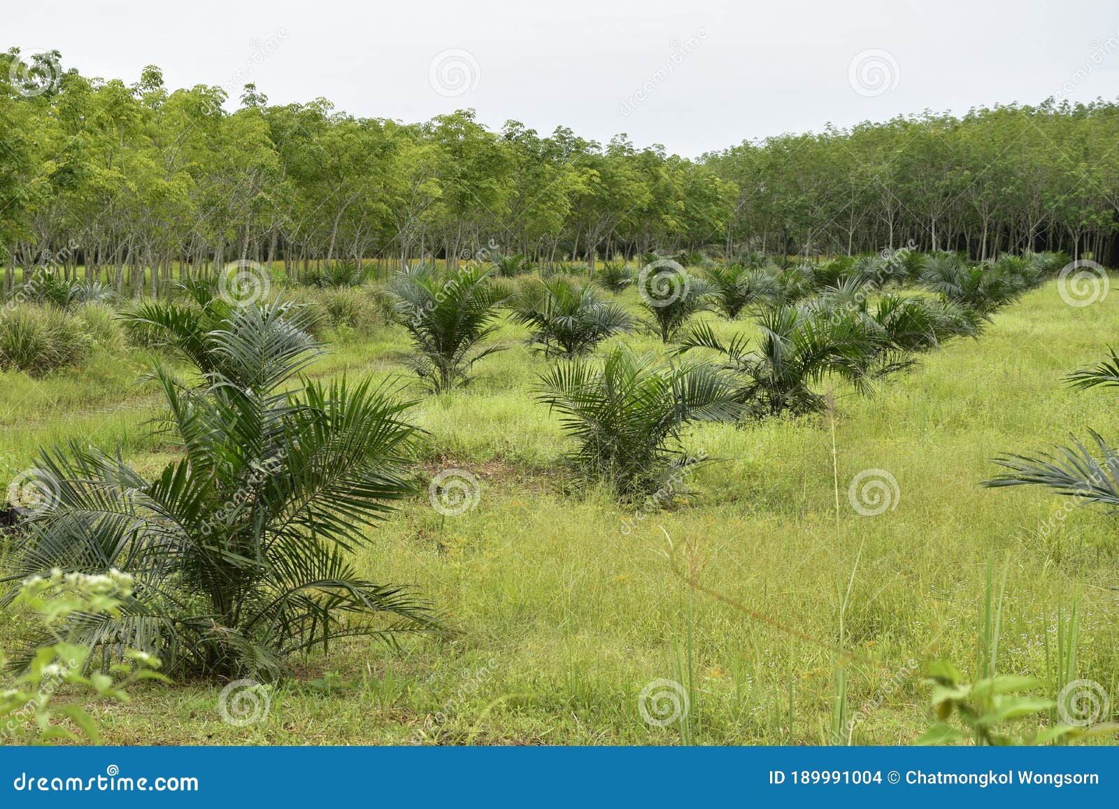 Rubber Trees and Oil Palm Plantation Stock Photo - Image of agriculture ...