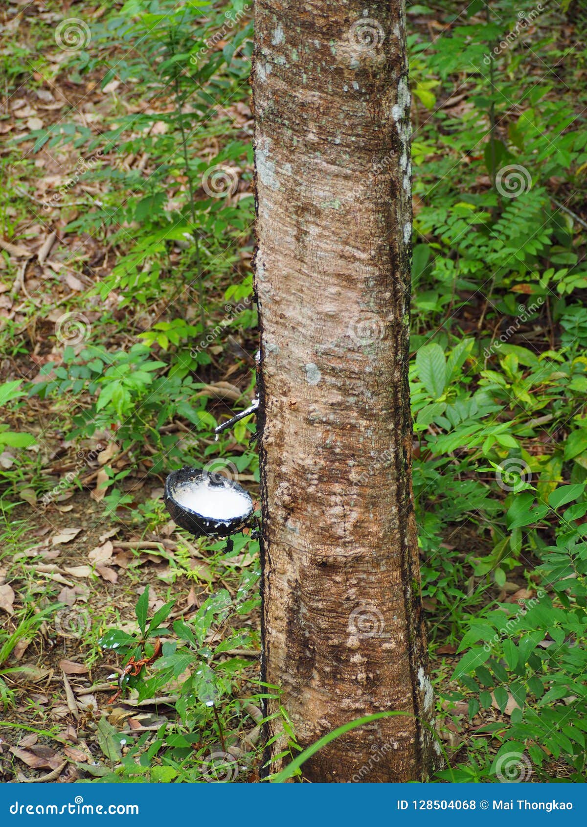 Rubber trees stock photo. Image of elastic, forest, bowl - 128504068