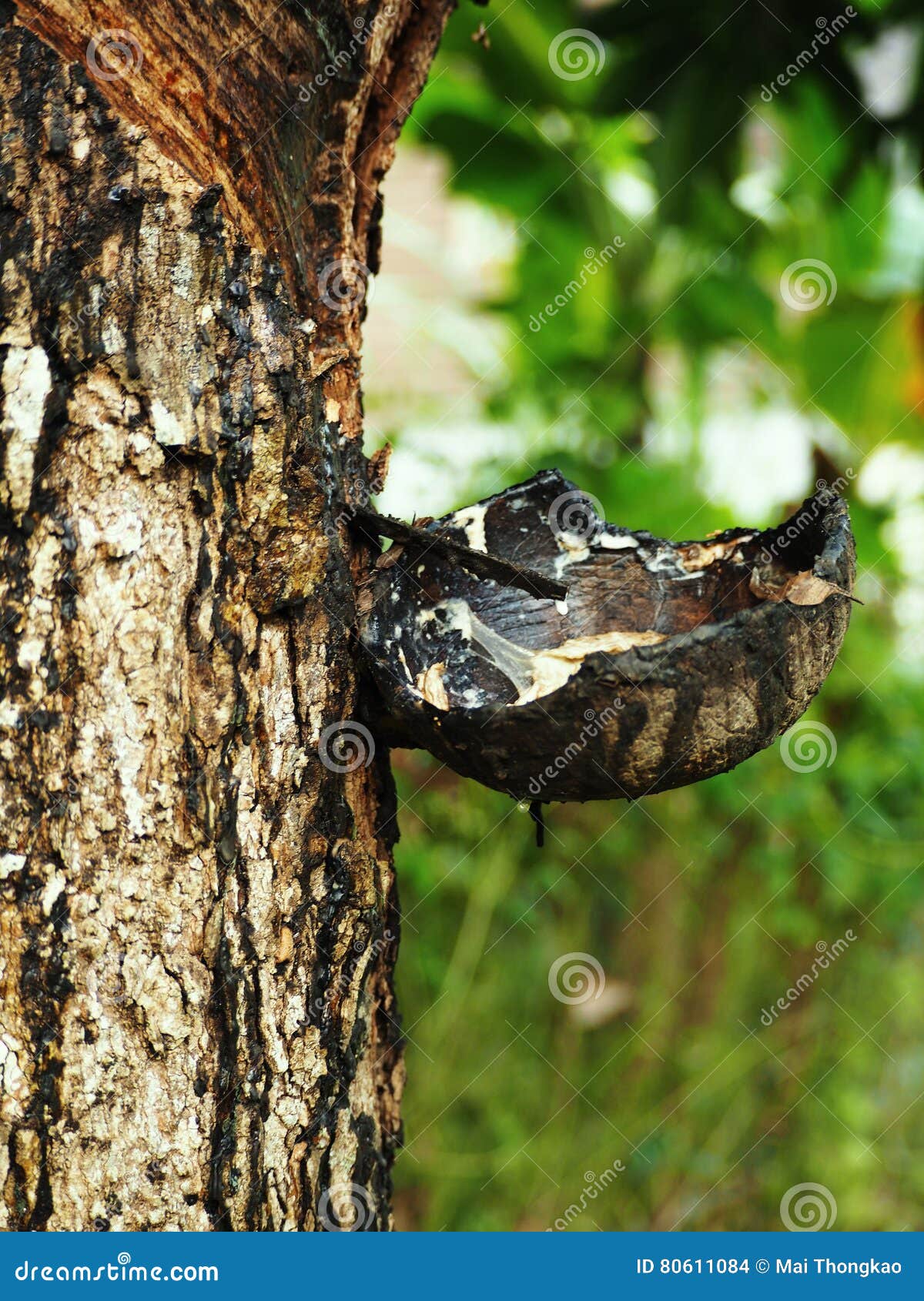 Rubber trees stock photo. Image of coconutshell, economy - 80611084