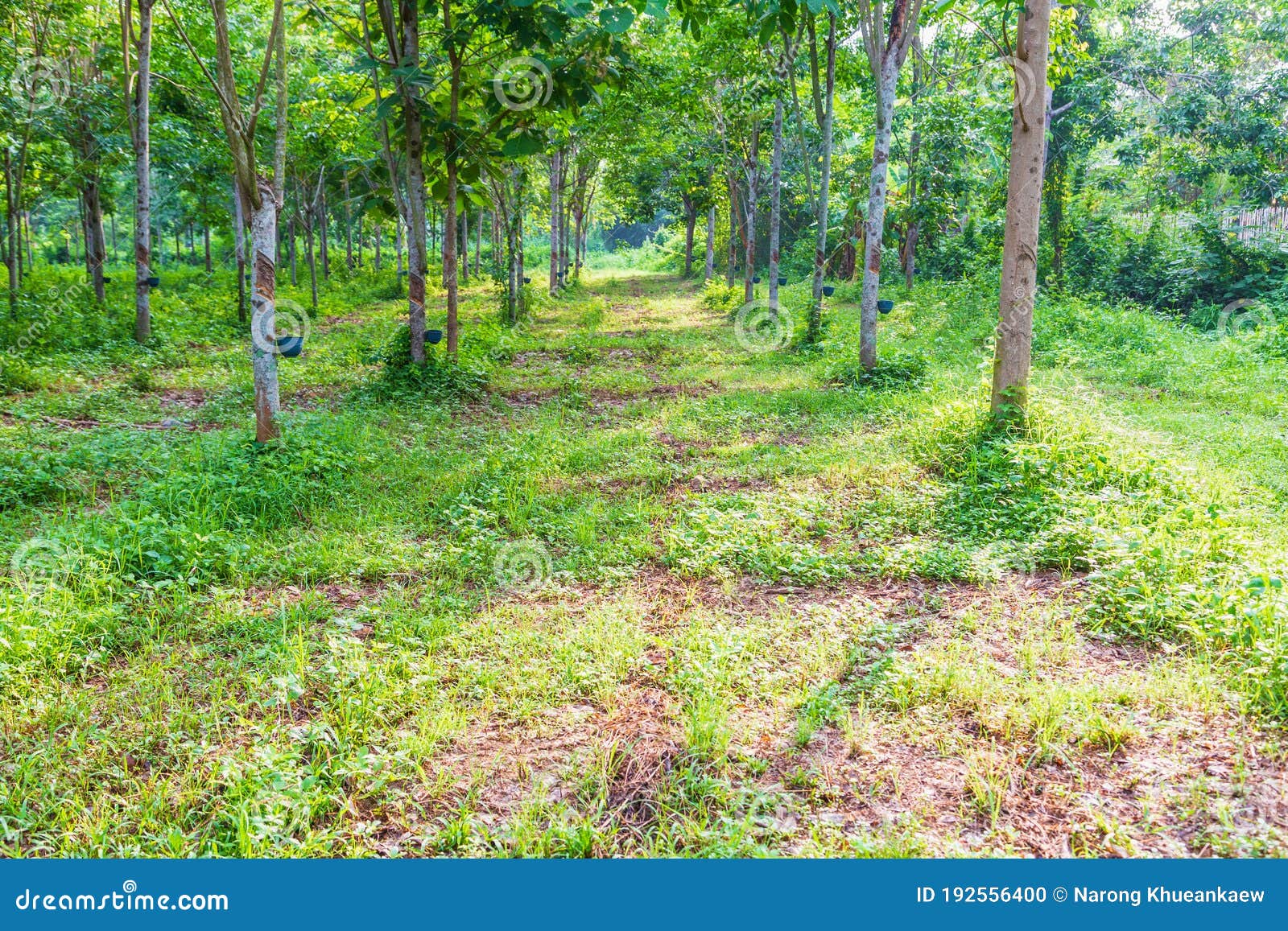 Rubber Trees At Rubber Plantations. Stock Photography | CartoonDealer ...